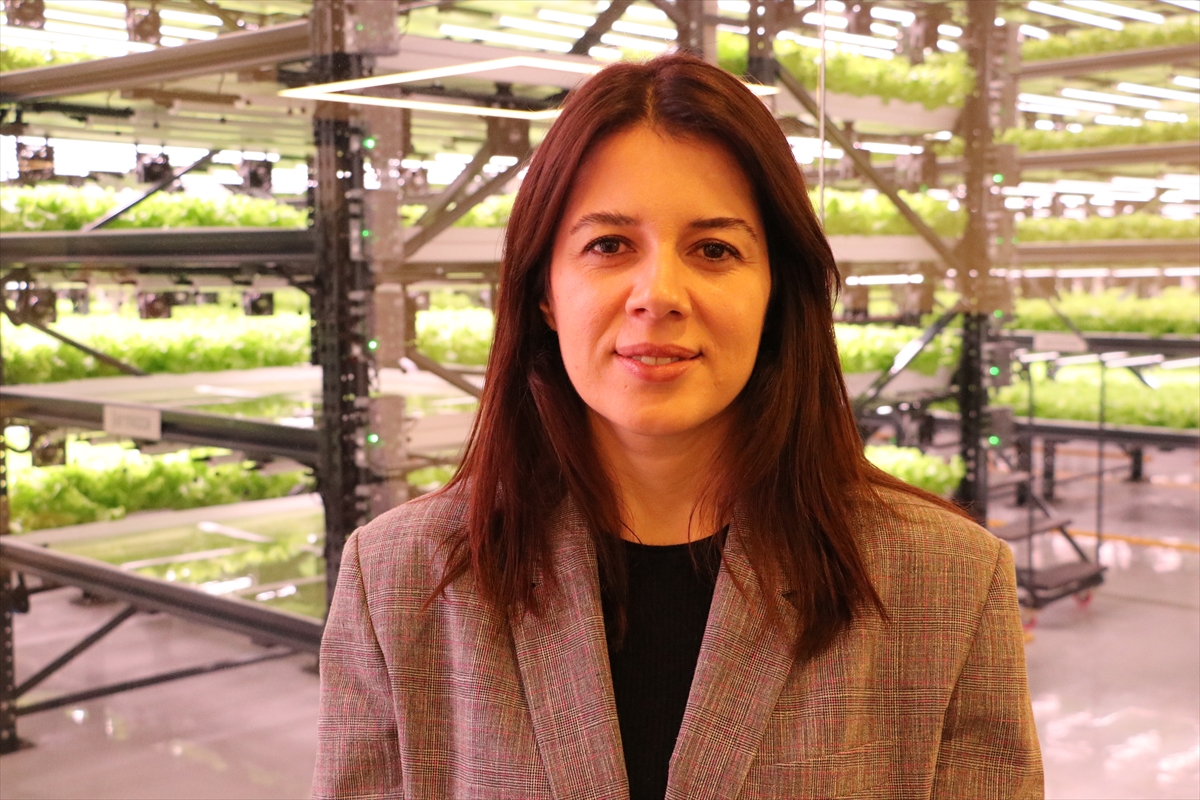 Tekstil fabrikasında topraksız tarımla marul yetiştiriyor | Turcomoney