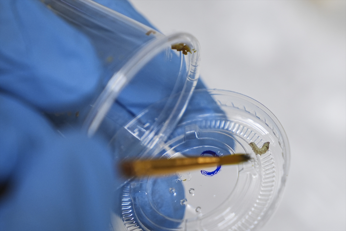 İklim değişikliğine bağlı sıcaklık artışları ve habitatların bozulması ...